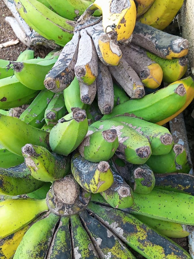 Sunburned Bananas Stock Photos - Free & Royalty-Free Stock Photos from ...