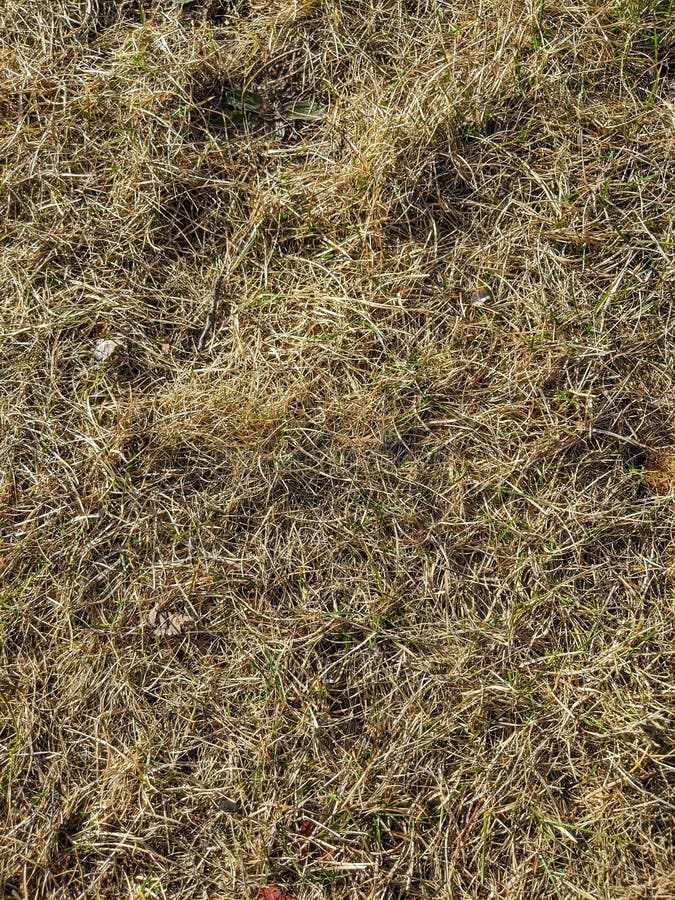 Sunburnt Old Grass in the Garden Stock Photo - Image of nature, long ...