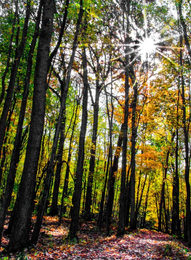Sunburst through Autumn Leaves Stock Photo - Image of autumn, burst ...
