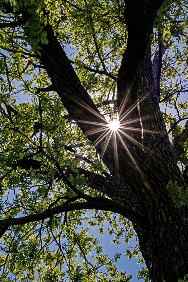 Sunburst through the Branches of a Large Tree Stock Image - Image of ...