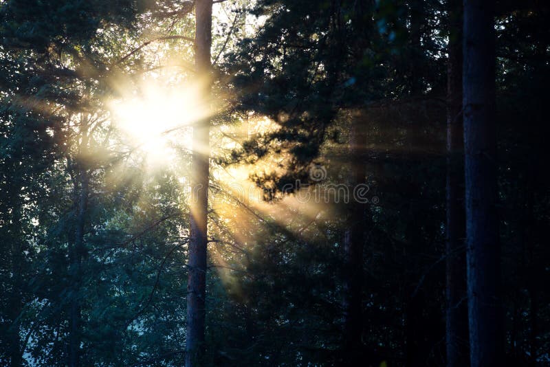 Sunburst stock image. Image of outdoor, bright, forest - 100144315