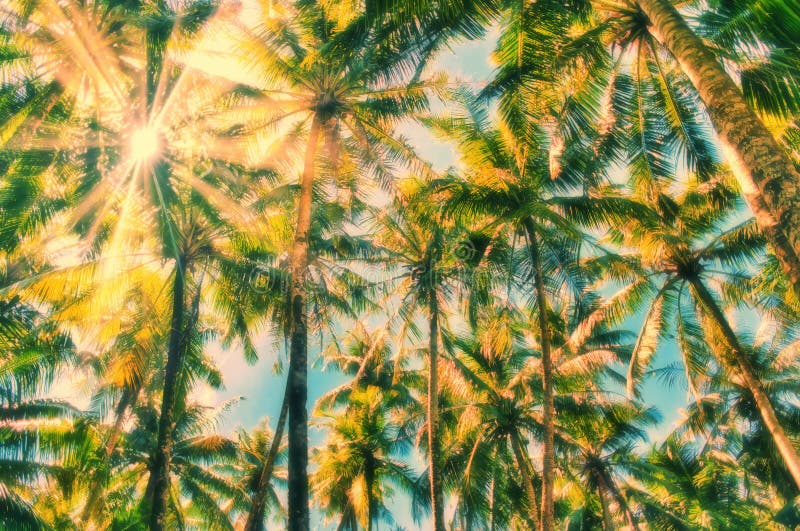 Sunburst through a Canopy of Palm Trees Stock Photo - Image of ...