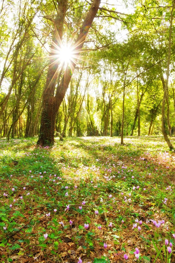 Sunburst forest panorama stock photo. Image of beautiful - 35129684