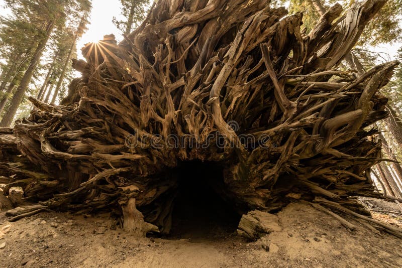 Sunburst Highlights a Root Cave in the Roots of Sequoia Stock Photo ...