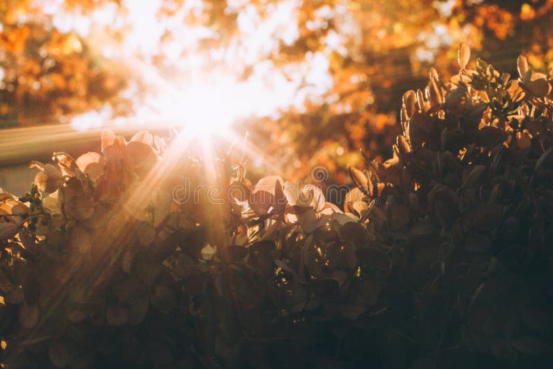 Sunburst through Hydrangea Plant Stock Photo - Image of cool, dried ...
