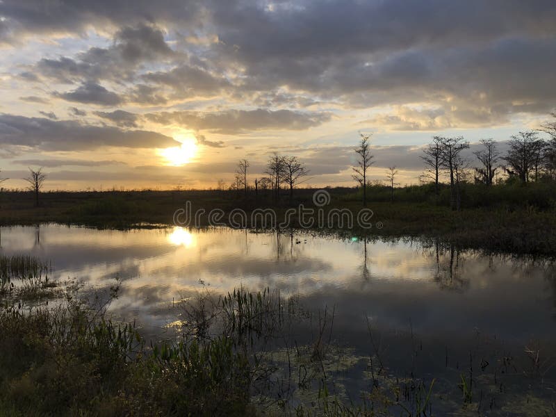 Sunburst in the marsh stock photo. Image of north, cane - 108975810