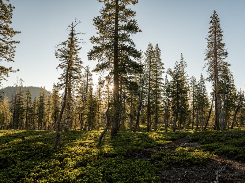 Sunburst Peeks Around Pine Tree in Thin Forest of Lassen Volcanic Stock ...