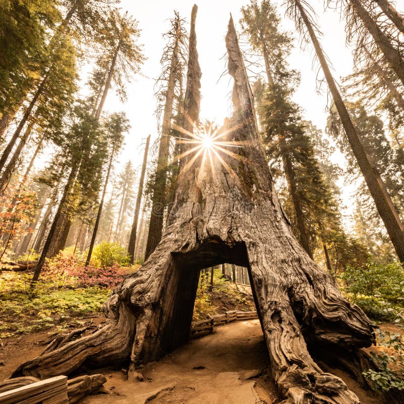 Sunburst through the Remains of Tunnel Tree Stock Photo - Image of ...