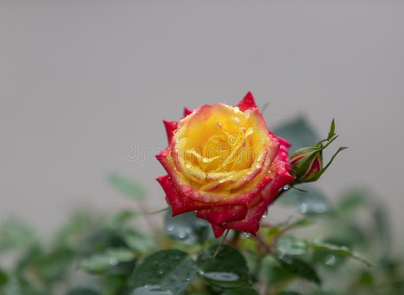 Sunburst Rose in Rain stock photo. Image of aroma, droplets - 116764714