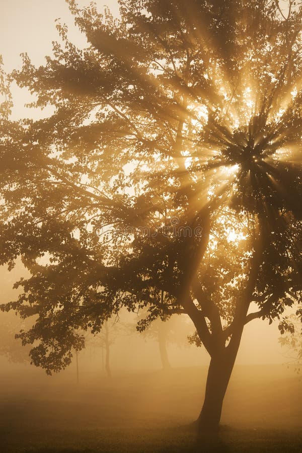 Sunburst through a tree stock image. Image of autumn - 36035599
