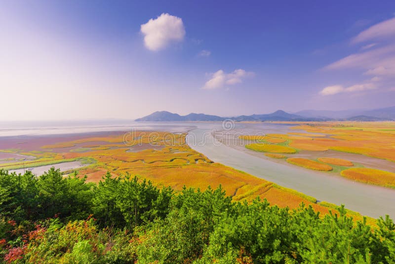 Suncheon Bay Ecological Park in South Korea Stock Image - Image of ...