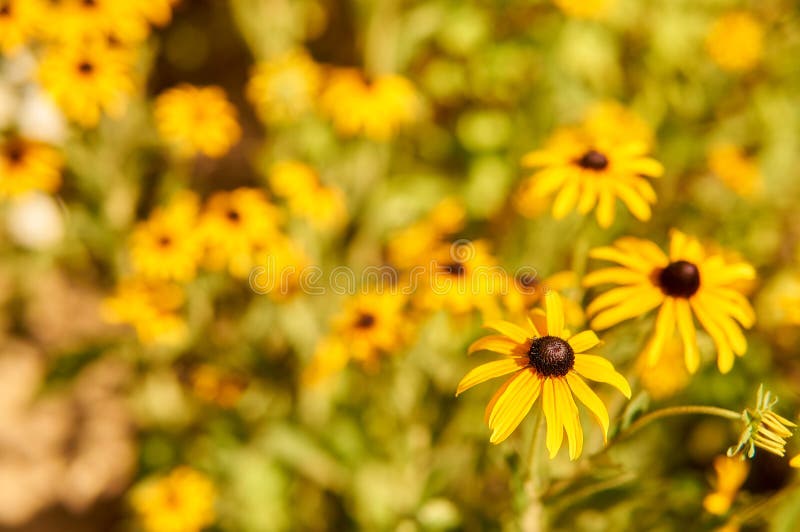 Sunchoke yellow flower stock image. Image of daisy, stem - 98123315