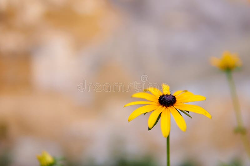 Sunchoke Flower Stock Photos - Download 544 Royalty Free Photos