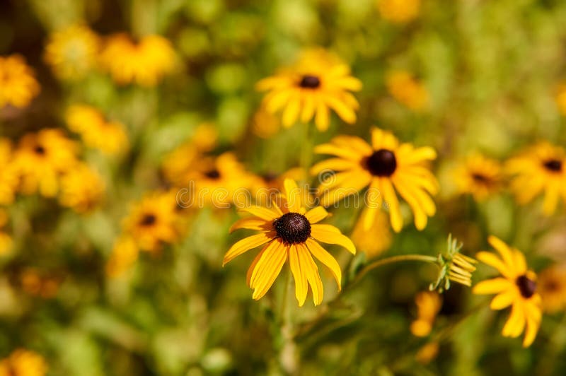 Sunchoke yellow flower stock photo. Image of herb, background - 98123428