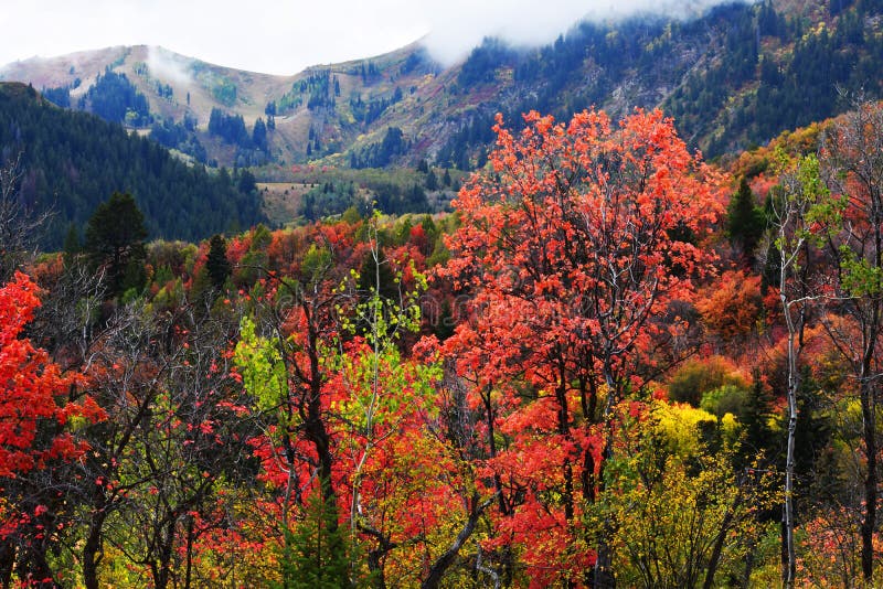 Sundance Mountain Resort. Beautiful Tree Fall Colors. Stock Photo ...