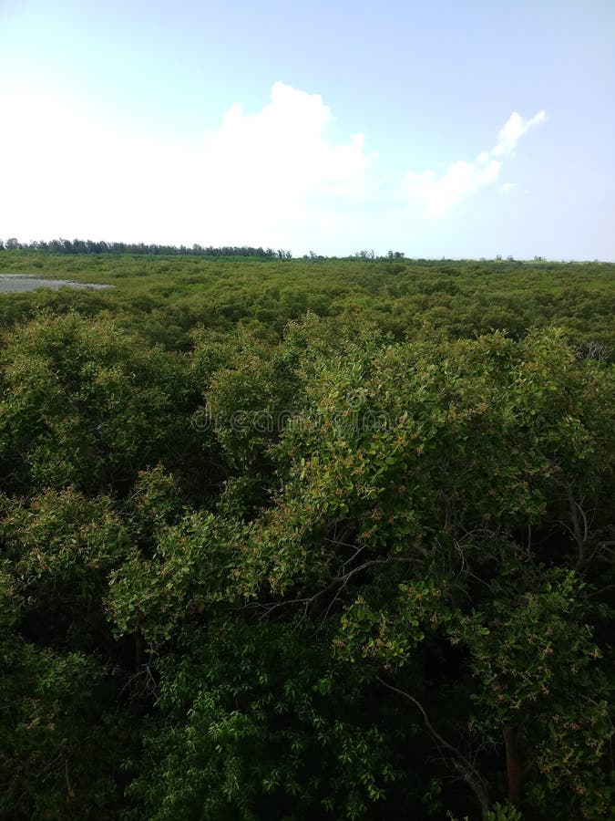 Sundari Tree Stock Photos - Free & Royalty-Free Stock Photos from ...