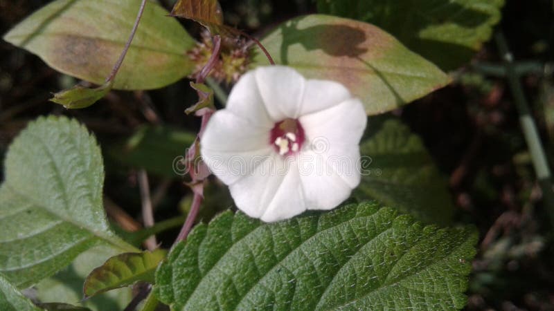 Sundari stock image. Image of grass, beautiful, west - 103165425