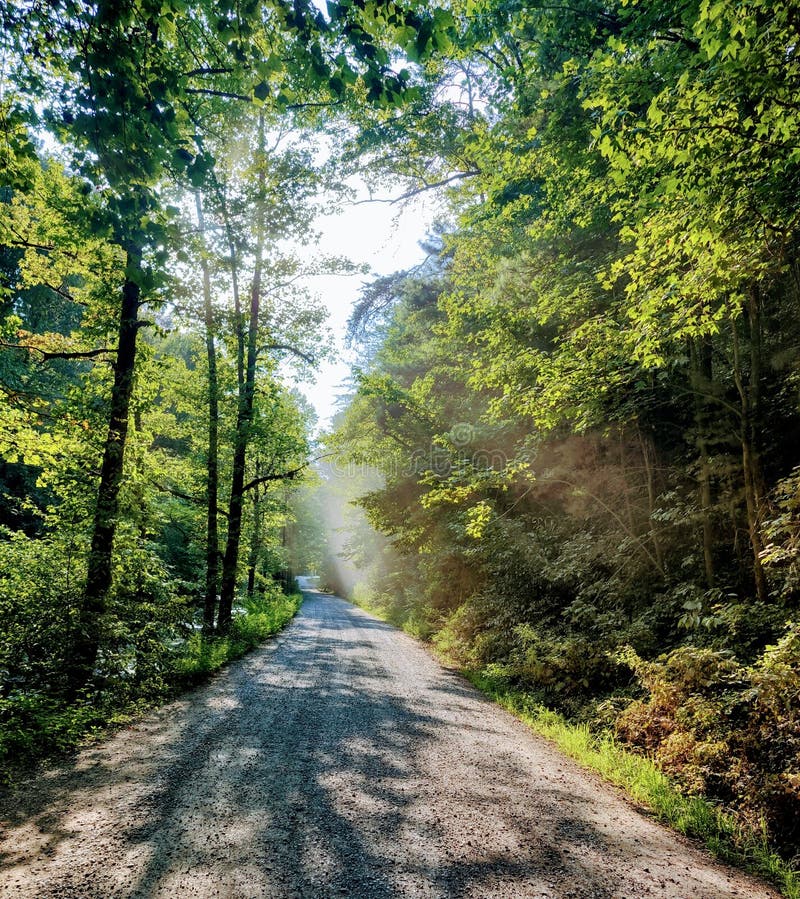 Sunday Drive stock photo. Image of animal, breed, loving - 295360