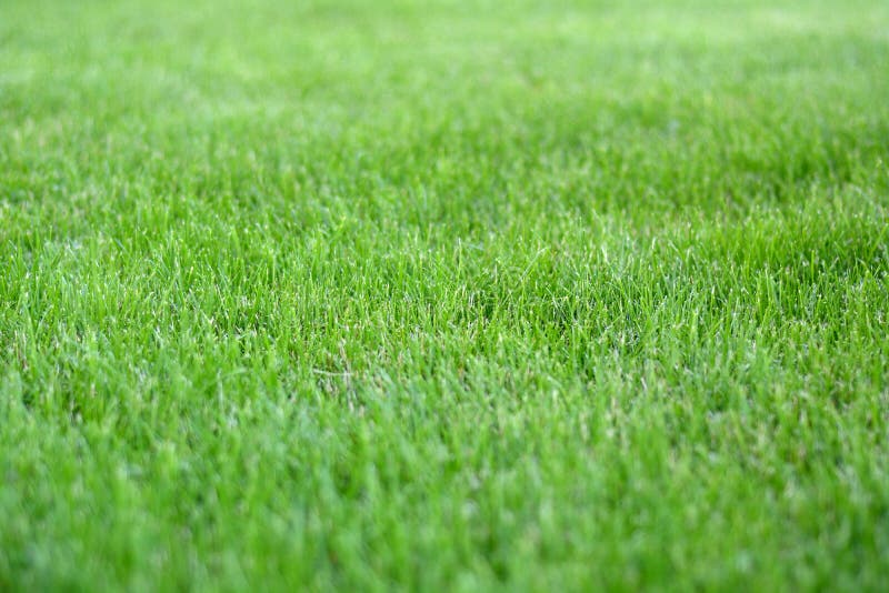 Sunday Fresh Spring Green Grass Background. Stock Image - Image of ...