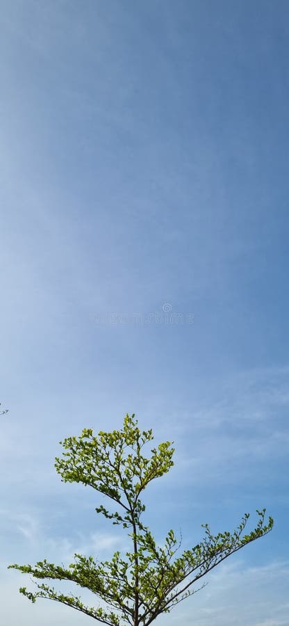 Sunday Moorning View with Tree and Cloud Background Stock Image - Image ...