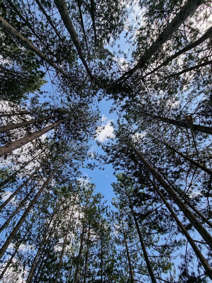 Sunday nature terapy stock image. Image of beautynature - 230225035