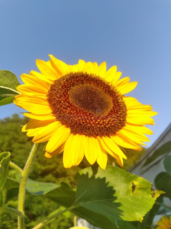 Sunday Sunbathing Sunflower Stock Photos - Free & Royalty-Free Stock ...