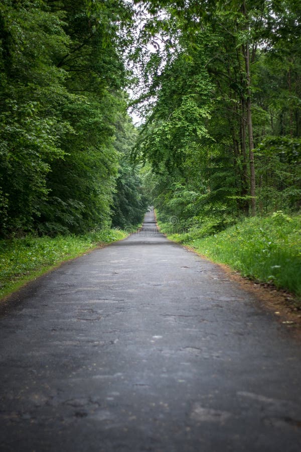 Walk in a forest germany stock photo. Image of festbrennweite - 120636346