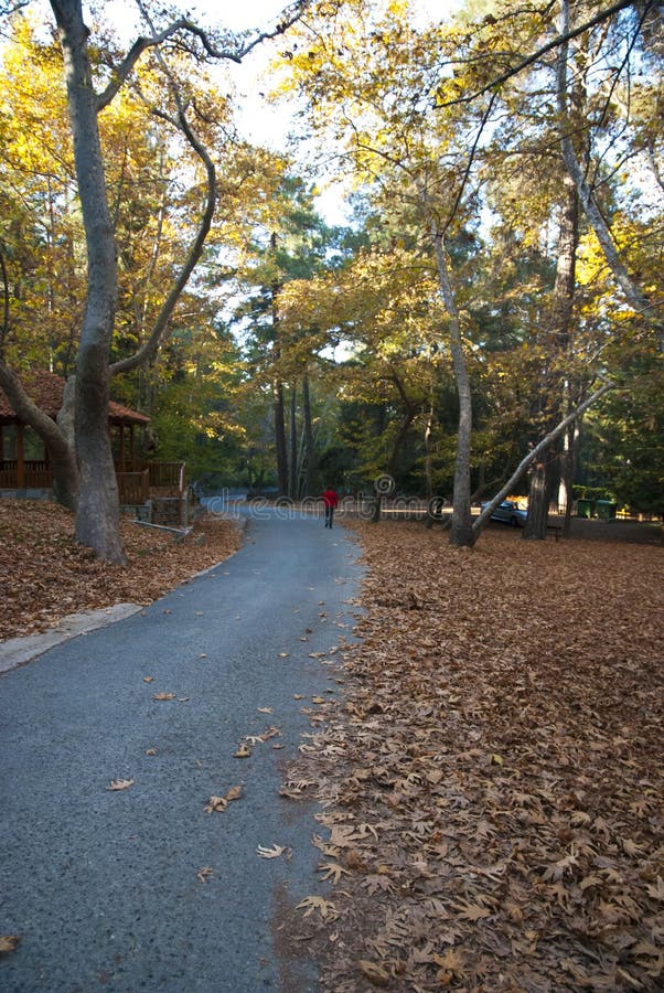 Sunday Walk in the Oak Forest Editorial Stock Photo - Image of country ...