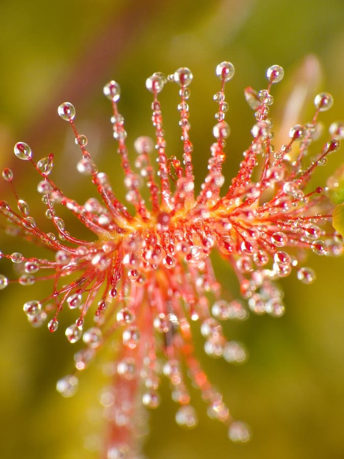 Sundew stock image. Image of carnivorous, flower, leaf - 13602453