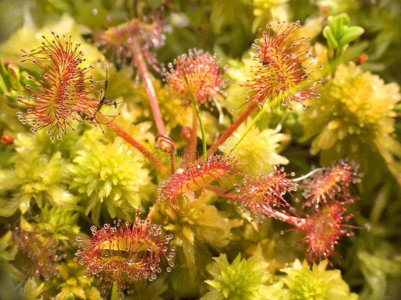 Sundew stock photo. Image of hunter, flower, nature, trap - 12627662