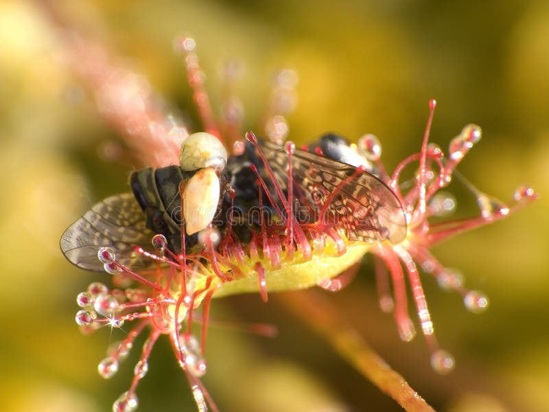 Sundew stock image. Image of carnivorous, flower, leaf - 13602453
