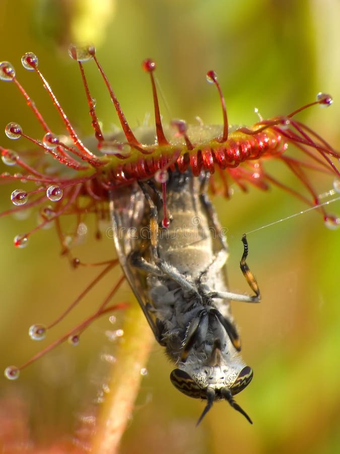 Sundew plant stock image. Image of green, instinct, sundew - 2356815