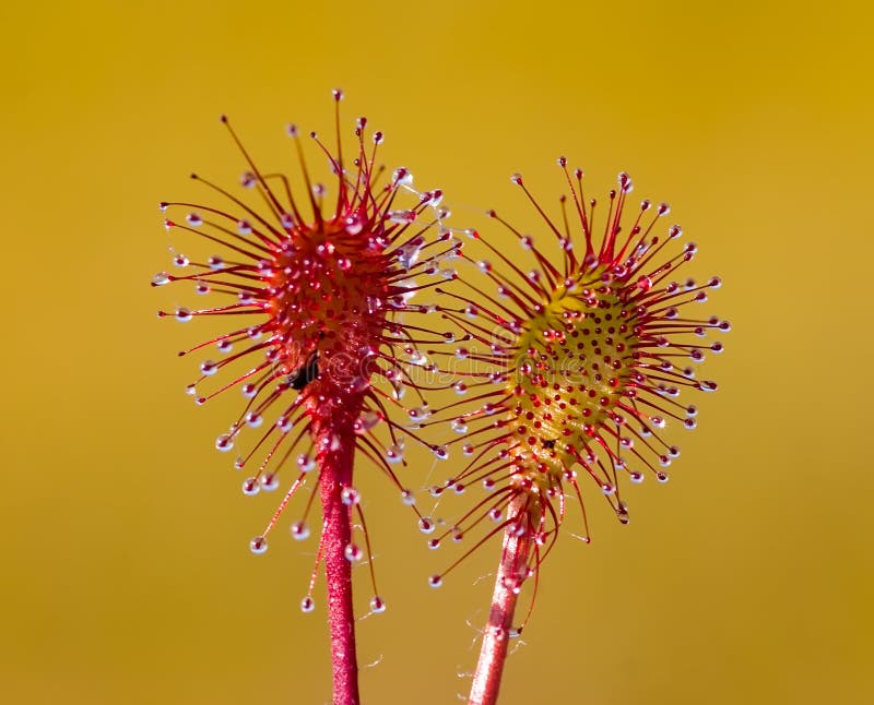 Sundew stock image. Image of sticky, green, small, close - 6285481