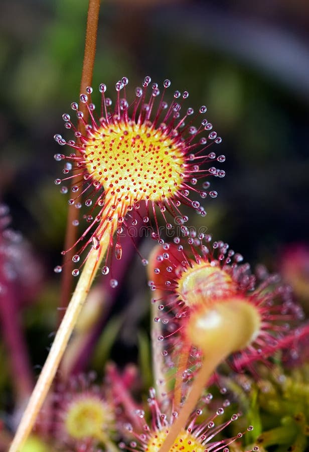 Sundew plant stock image. Image of green, instinct, sundew - 2356815