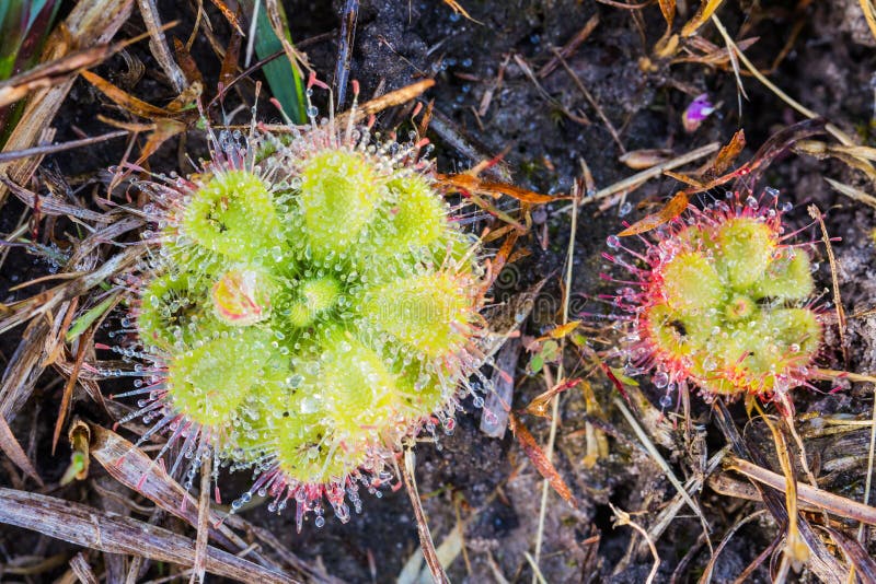 Close-up of Sundew Plant with Sticky Mucilage To Catch Insects Stock ...