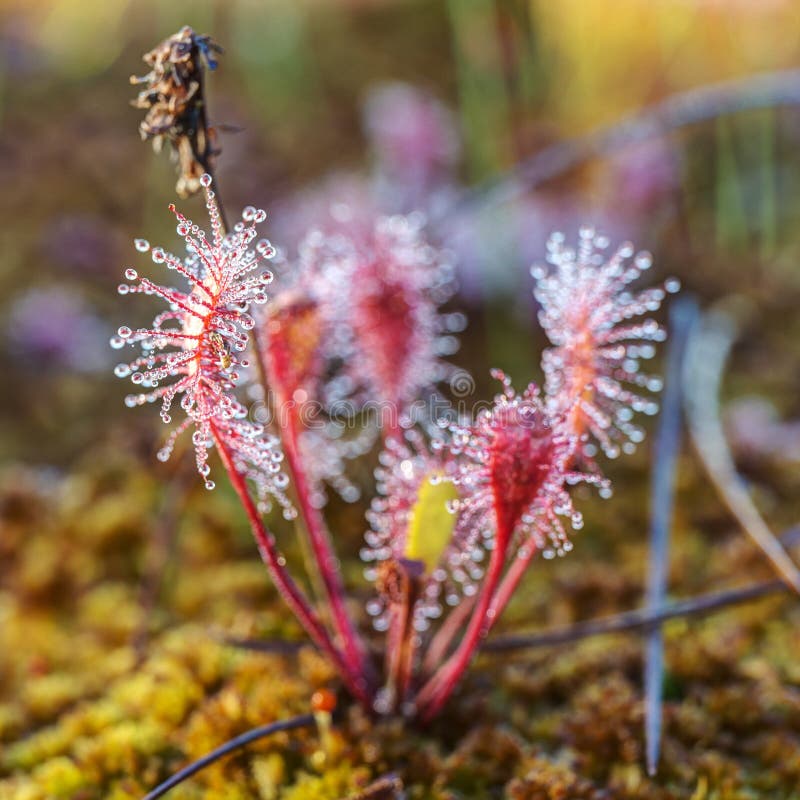 Sundew close up stock photo. Image of color, macro, drop - 89790398
