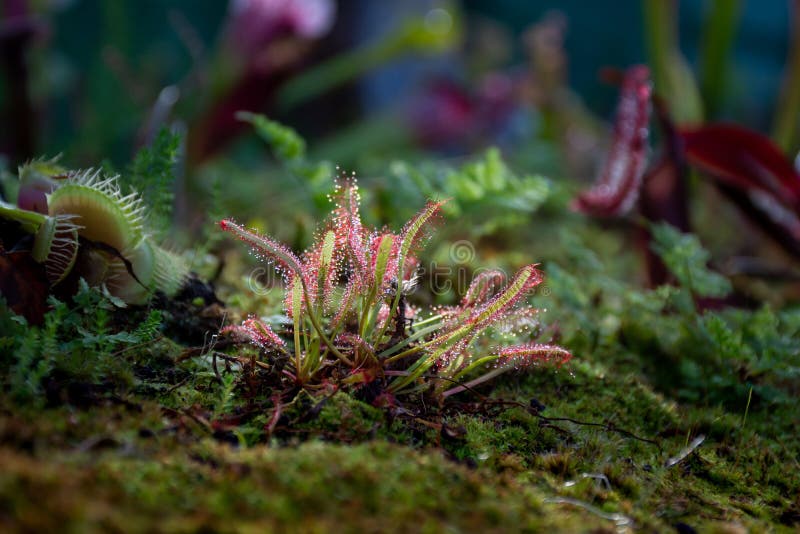 Sundew Close-up Representative of Predator Plants, Front View Stock ...