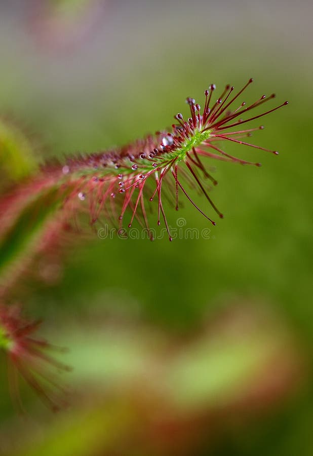Sundew stock photo. Image of sticky, sundew, closeup - 144179314