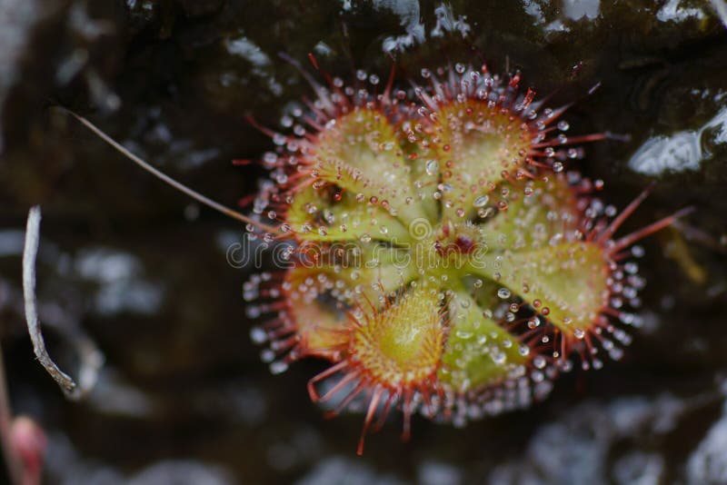 Sundew stock photo. Image of season, stick, insects, sticky - 85496468