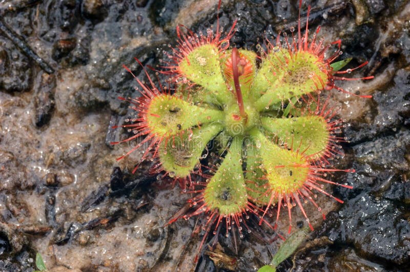 Sundew stock image. Image of great, moth, carnivore, danger - 21366911