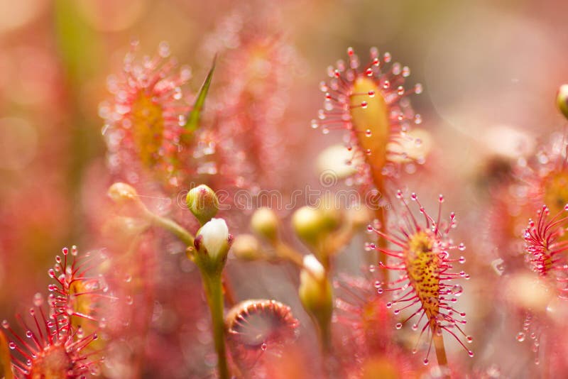 Drosera intermedia stock image. Image of green, flower - 58801439
