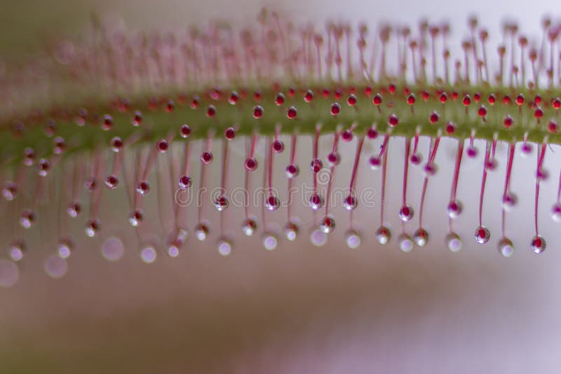 Drosera intermedia stock image. Image of green, flower - 58801439