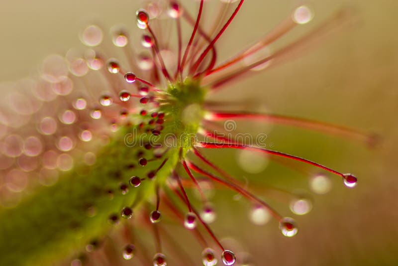 Drosera intermedia stock image. Image of killing, plant - 97276827