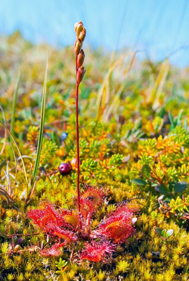 Drosera intermedia stock image. Image of green, flower - 58801439