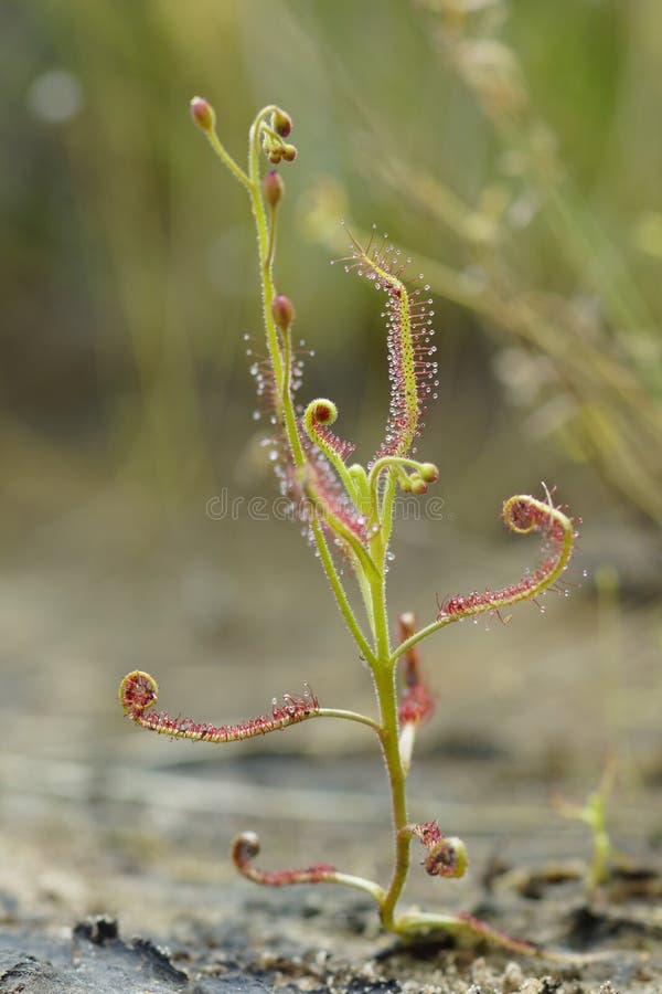 Sundew stock photo. Image of season, stick, insects, sticky - 85496468