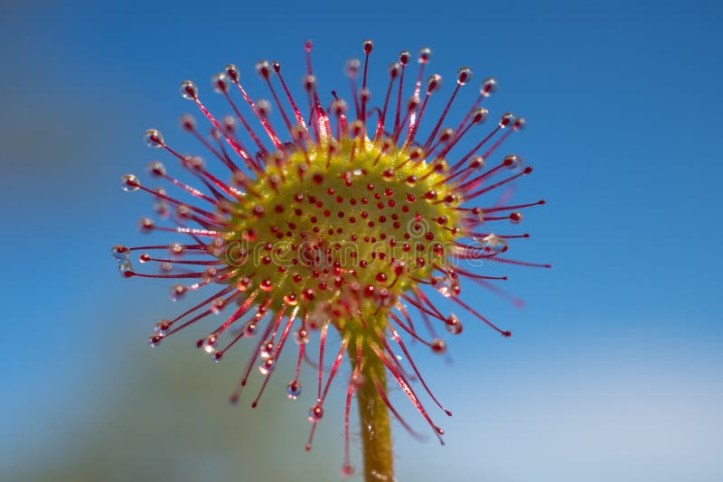 Sundew flower close up stock photo. Image of botany - 250943552