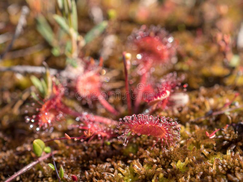 Sundew Flowers in the Swamp Stock Image - Image of small, beautiful ...