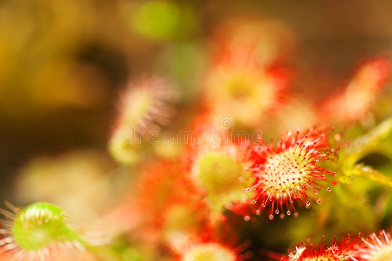 Sundew plant stock image. Image of green, nature, sundew - 10687615