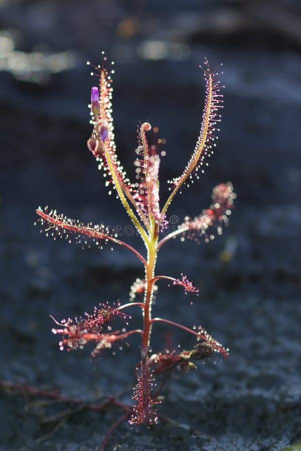 Macro of Leaf of a Carnivorous Sundew Plant (Drosera Capensis) Stock ...