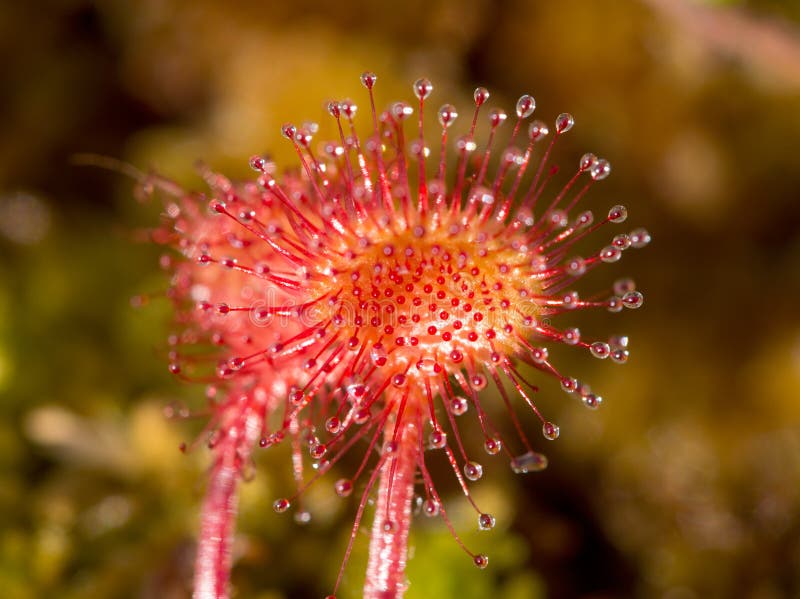 Sundew Flower Stem Cross Section Stock Photo - Image of close ...